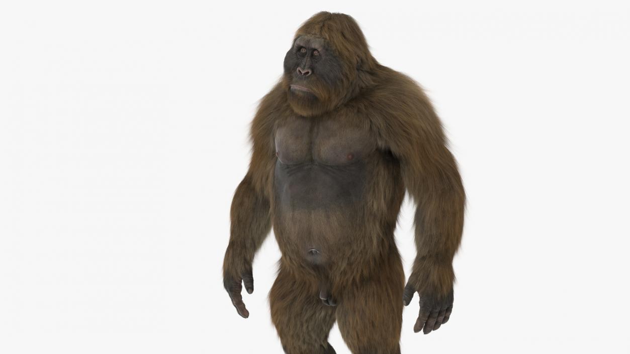 3D Gigantopithecus in Standing Pose Fur | 3D Molier International