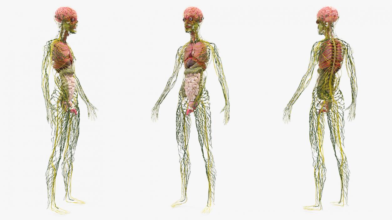 Realistic Skin Young Man with Full Body Anatomy 3D | 3D Molier ...